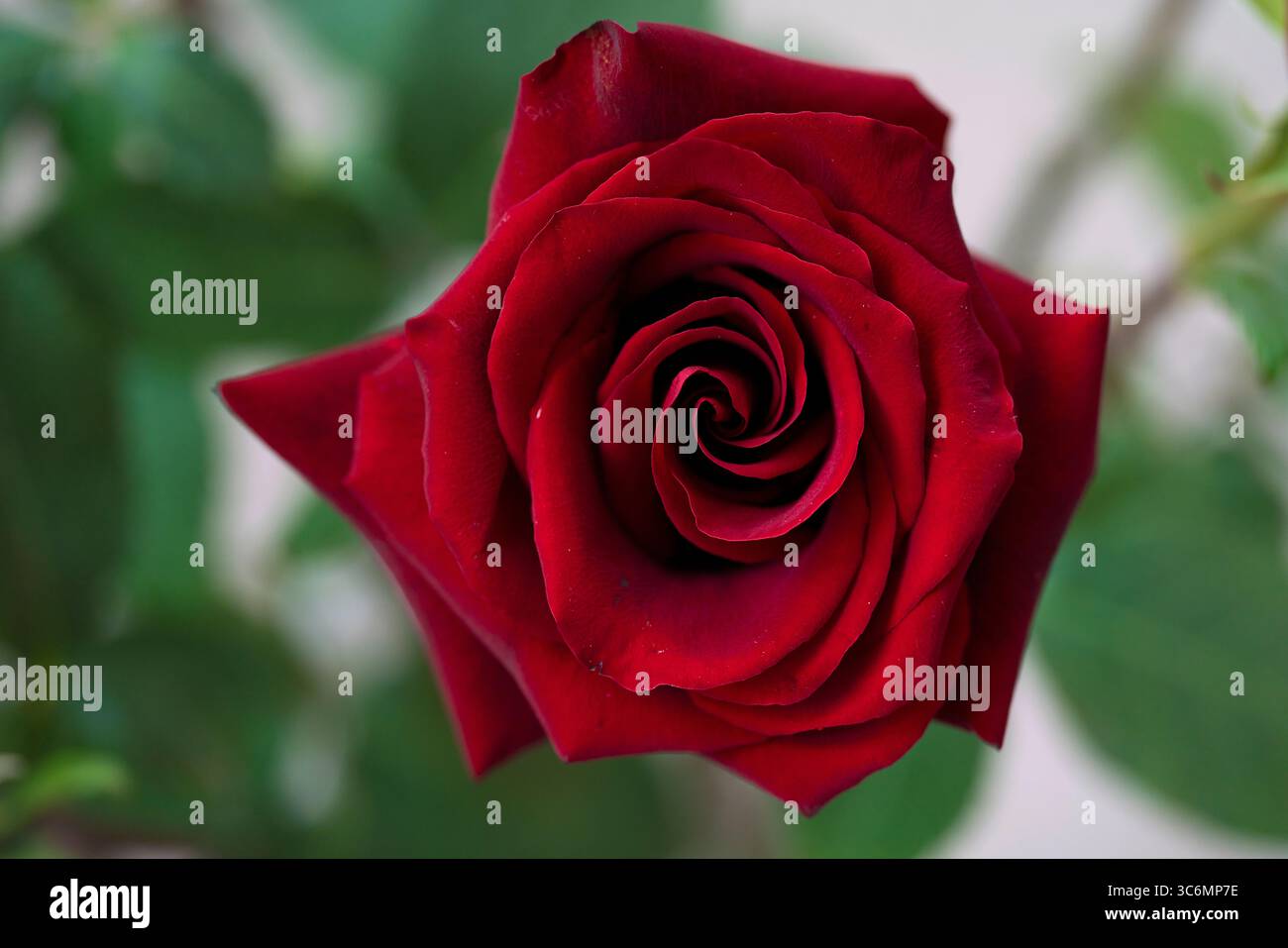 a Close-up of a beautiful red rose, flower head, symbol of love and ...