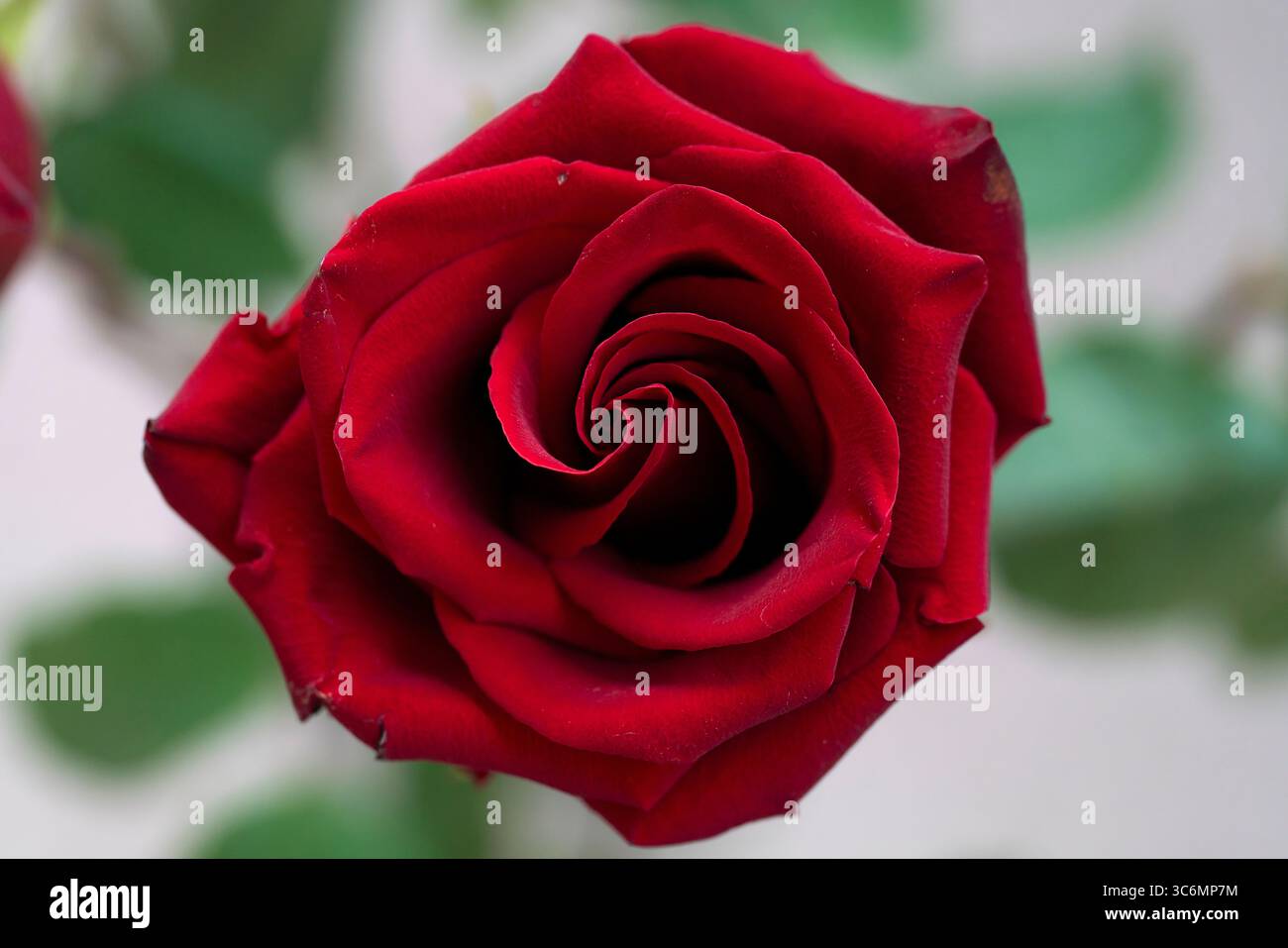 a Close-up of a beautiful red rose, flower head, symbol of love and ...