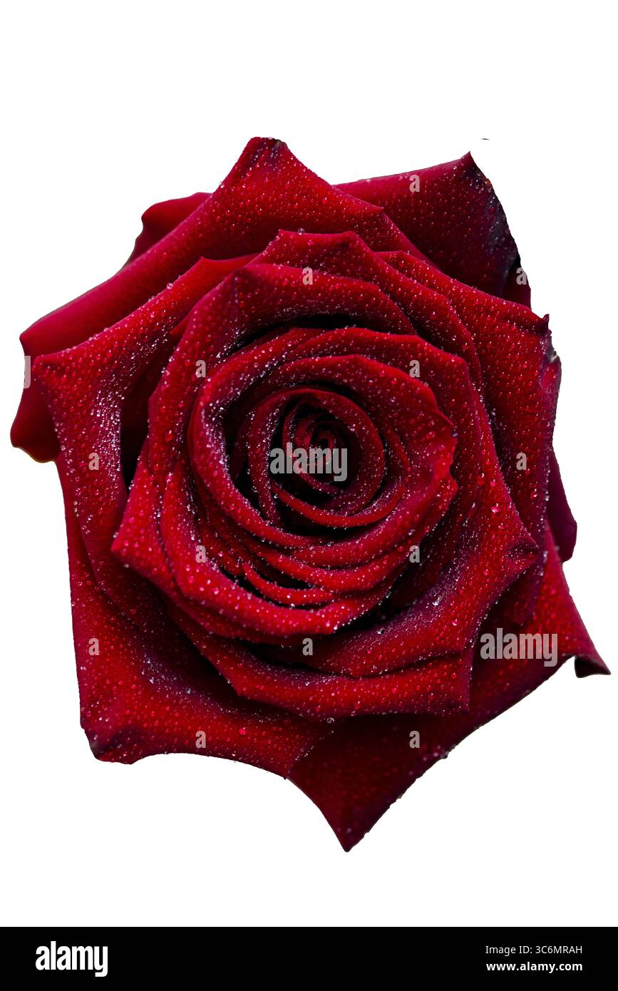 a Close-up of a beautiful red rose with dew drops of moisture, flower ...