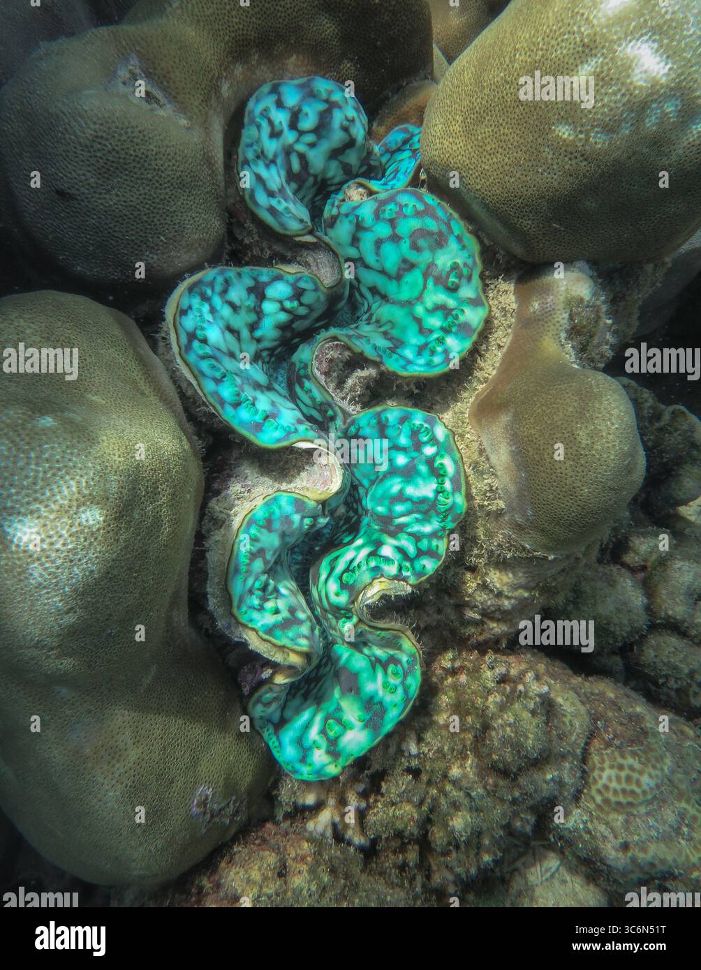 Reef dwelling clam hi-res stock photography and images - Alamy
