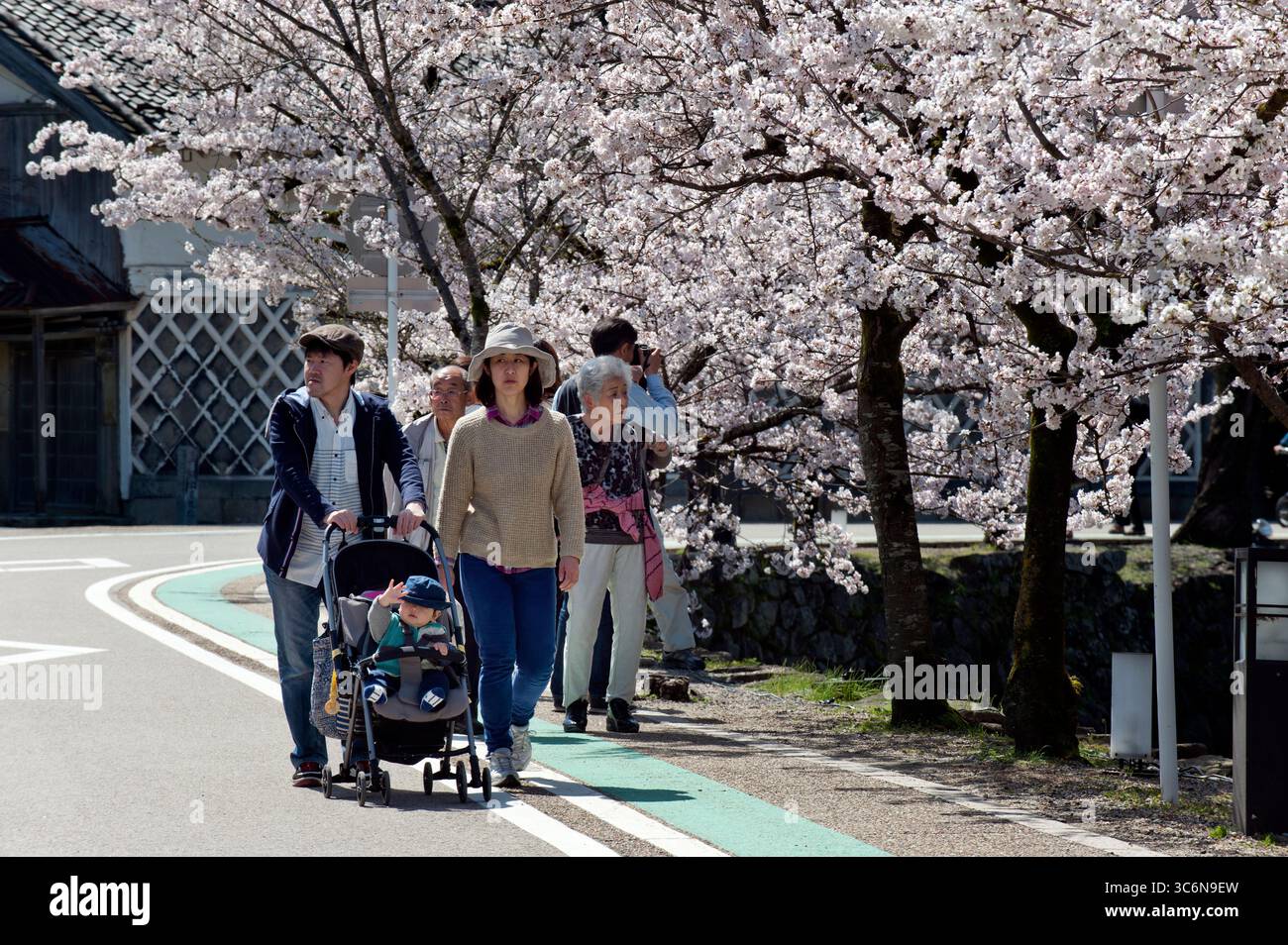 Japanese people outside walking under blossoming cherry trees during ...
