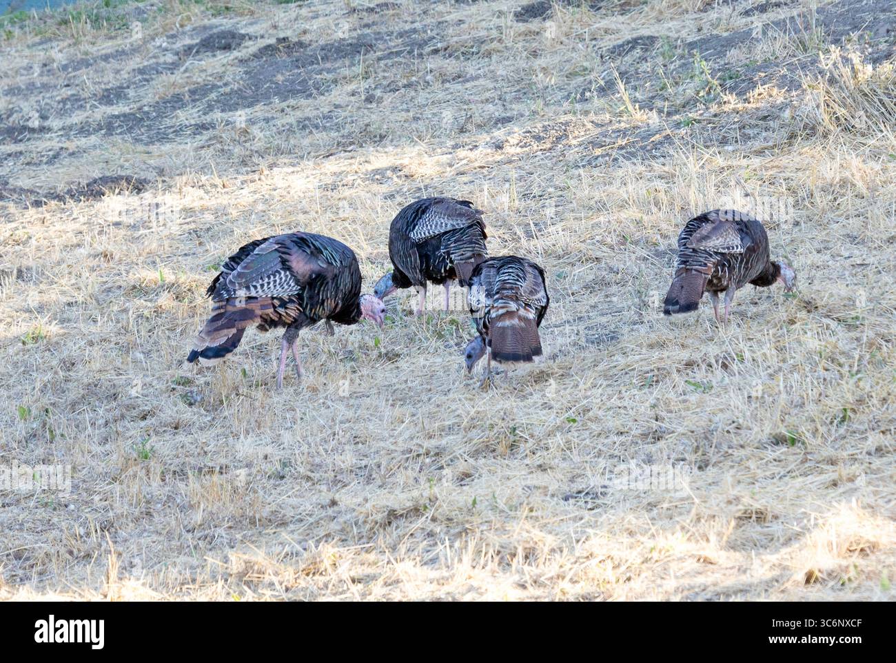 Dead turkeys hi-res stock photography and images - Alamy
