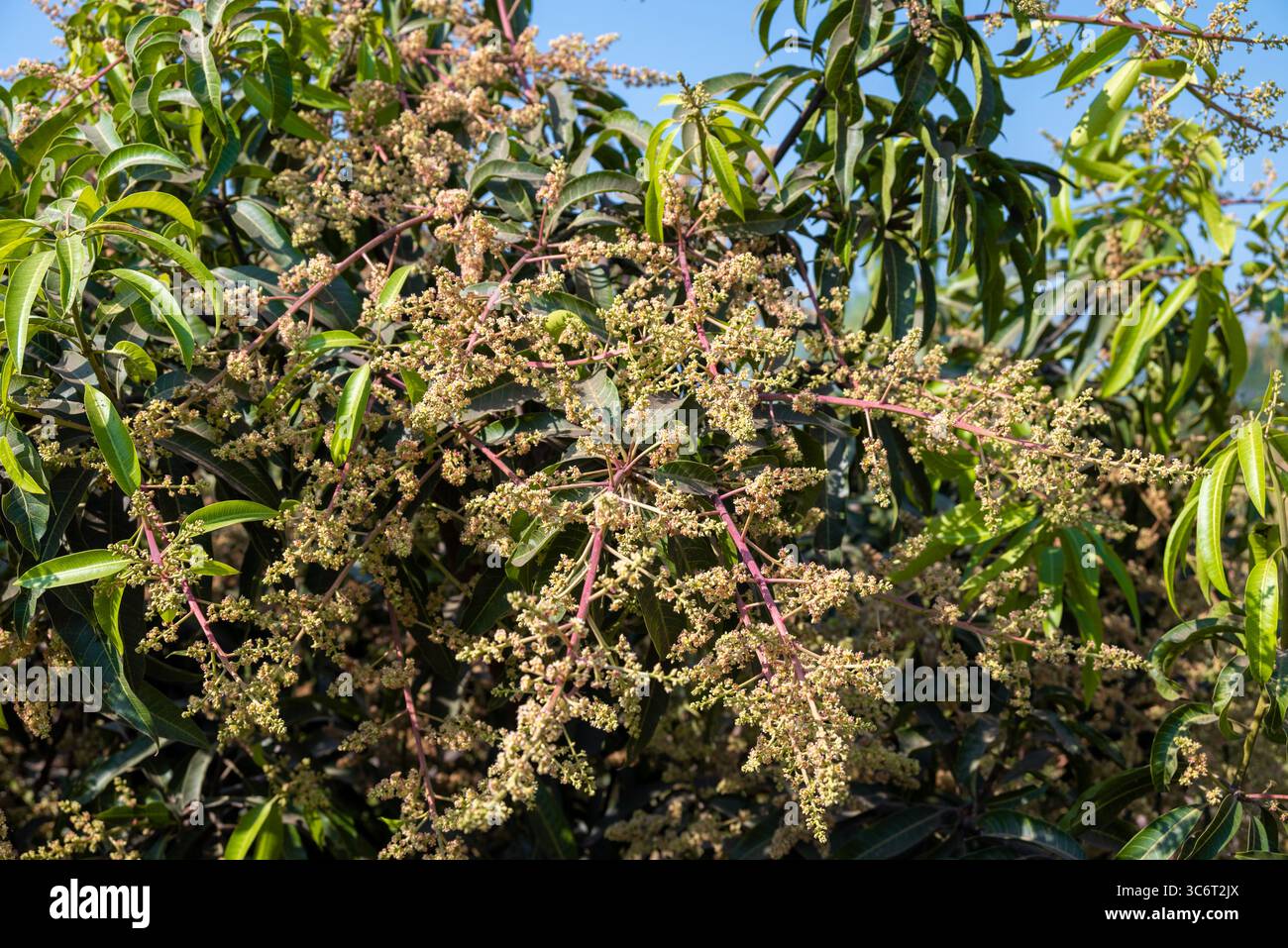The mango bouquet or mango flower is blooming full on the mango trees ...