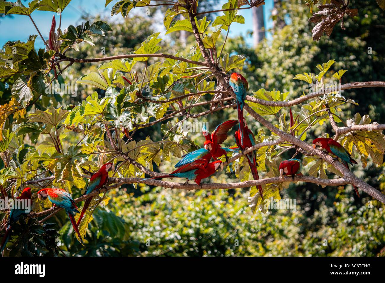 Wild parrots in amazon jungle hi-res stock photography and images - Alamy