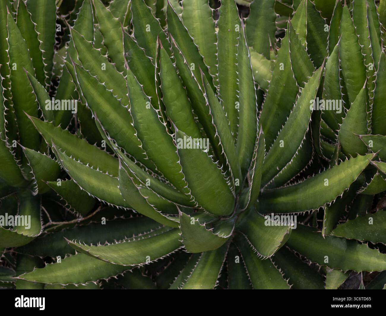 Agave lechuguilla, commonly known as small-leaf agave or lechuguilla ...