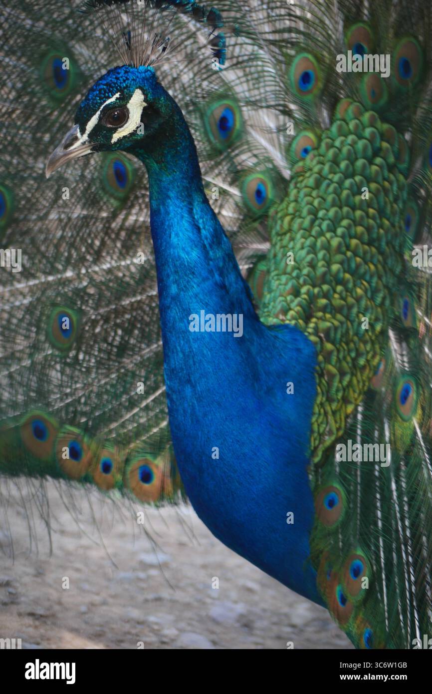 Colorful peacock displays its vibrant feathers in nature Stock Photo ...