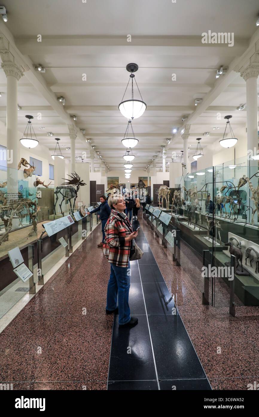 View of exhibits in The American Museum of Natural History in New York ...