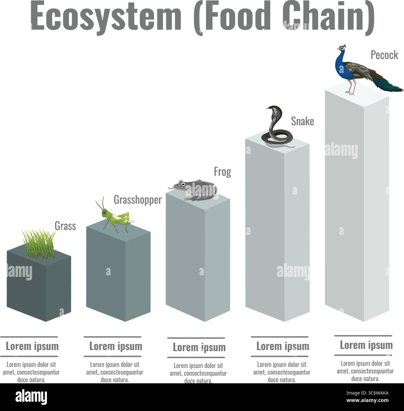 Food chain diagram vector vectors hi-res stock photography and images ...