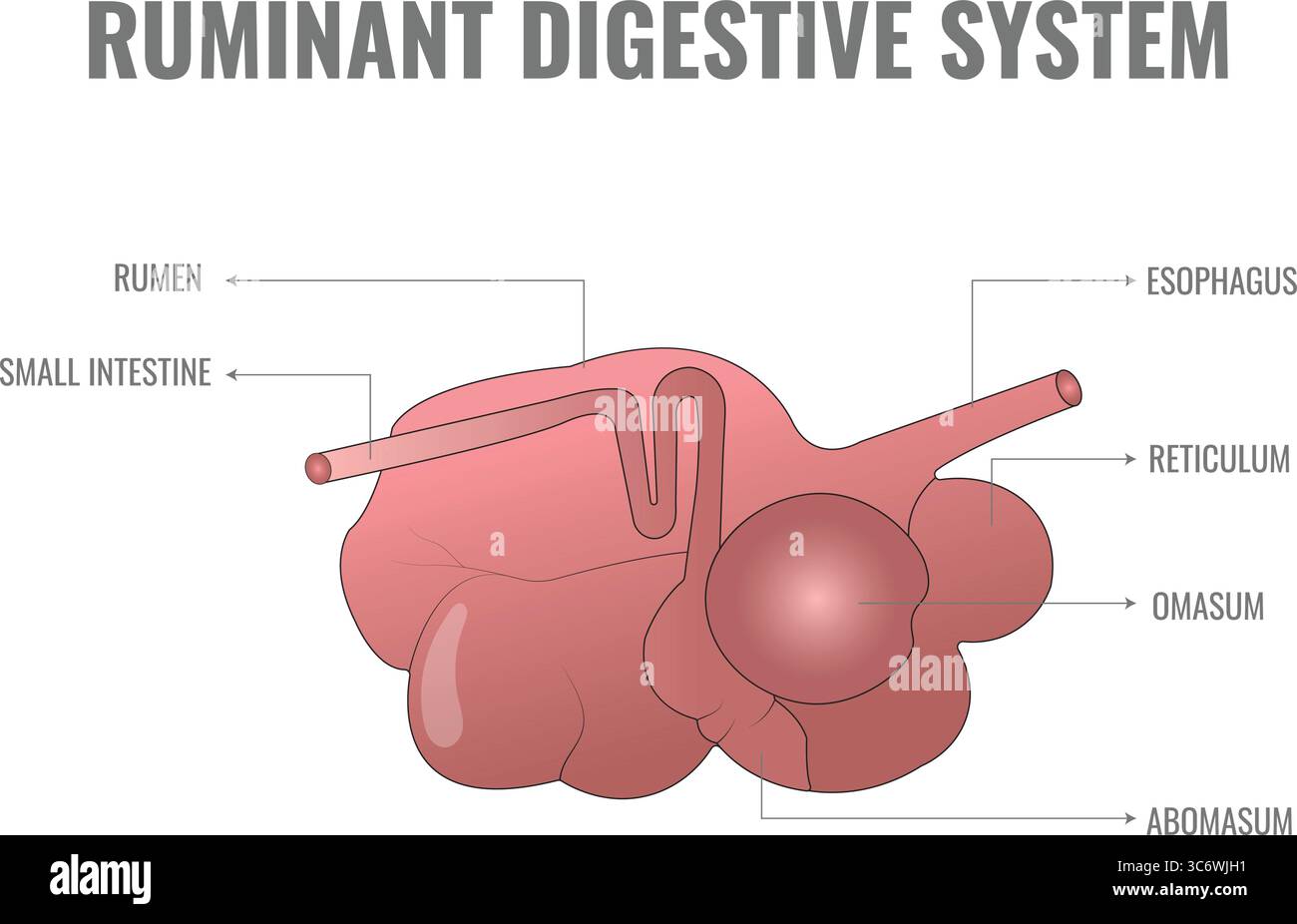 The stomach is a part of digestive system hi-res stock photography and ...