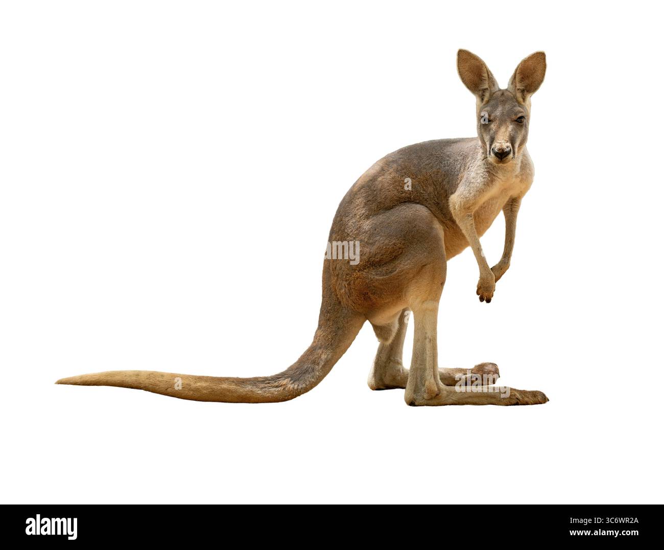 Full-body image of a kangaroo in a sitting posture with long tail ...