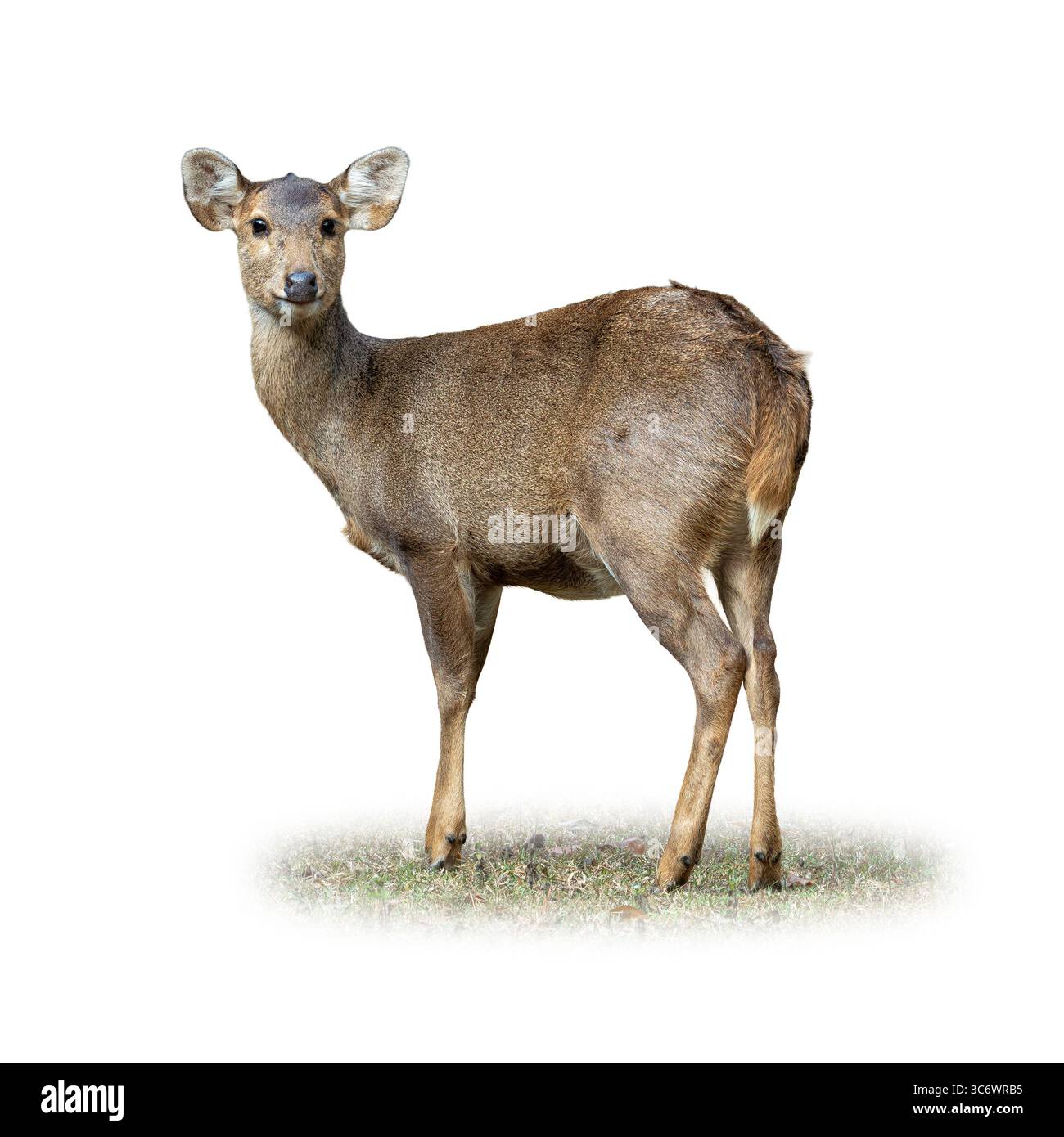 Side portrait alert wild Cut Out Stock Images & Pictures - Alamy