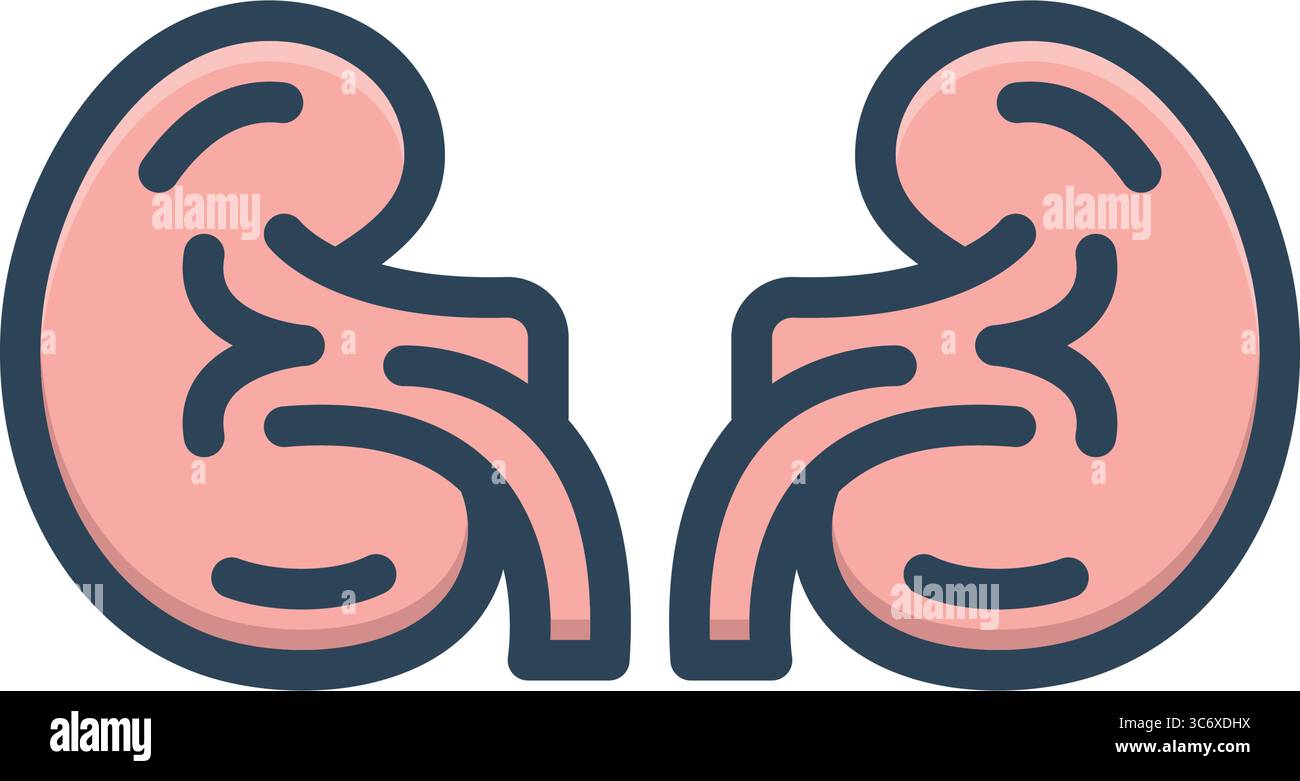 Nephron vector vectors hi-res stock photography and images - Alamy
