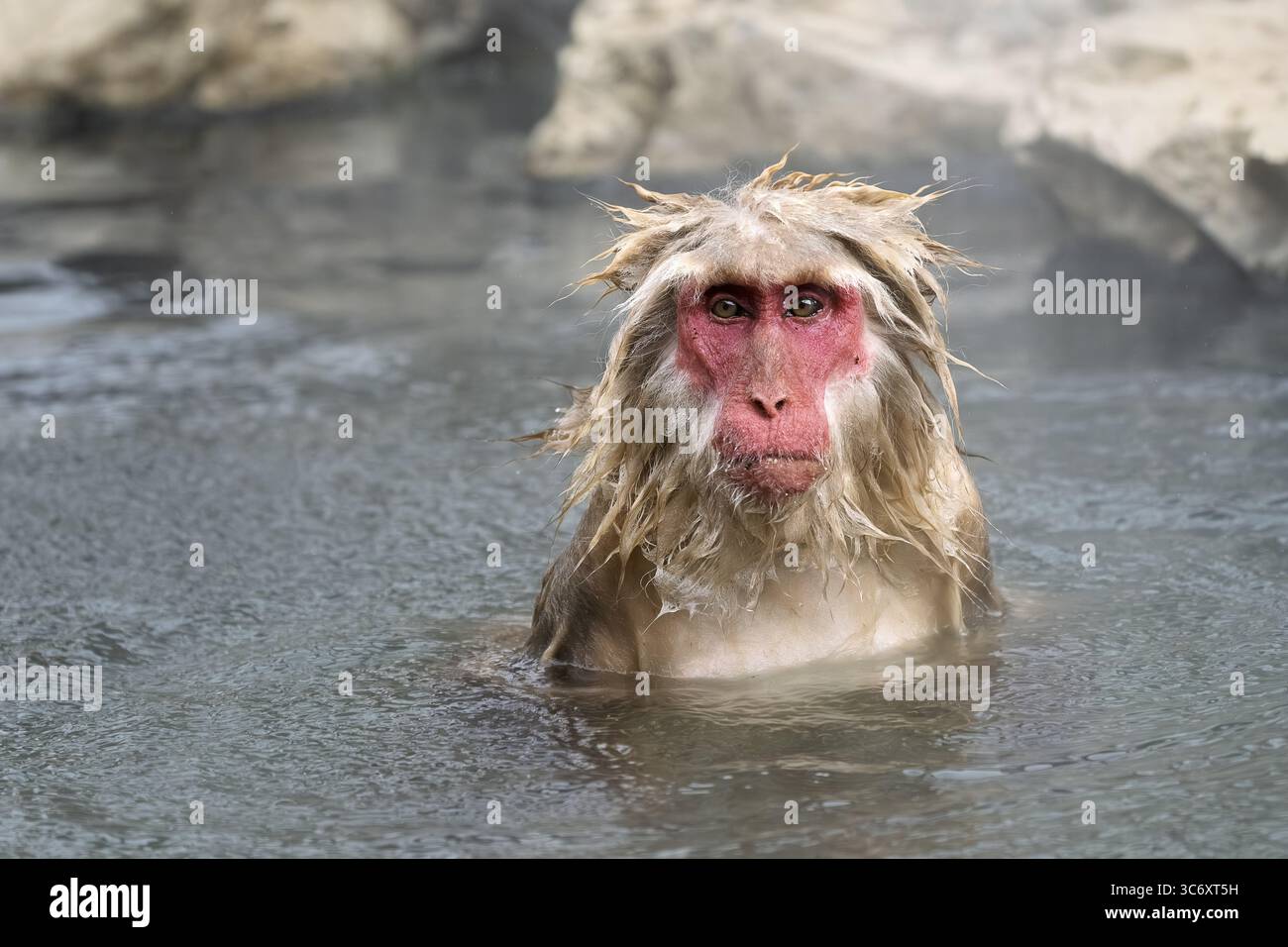 Japanese macaque (Macaca fuscata), wet, bathing, in winter, Jigokudani ...