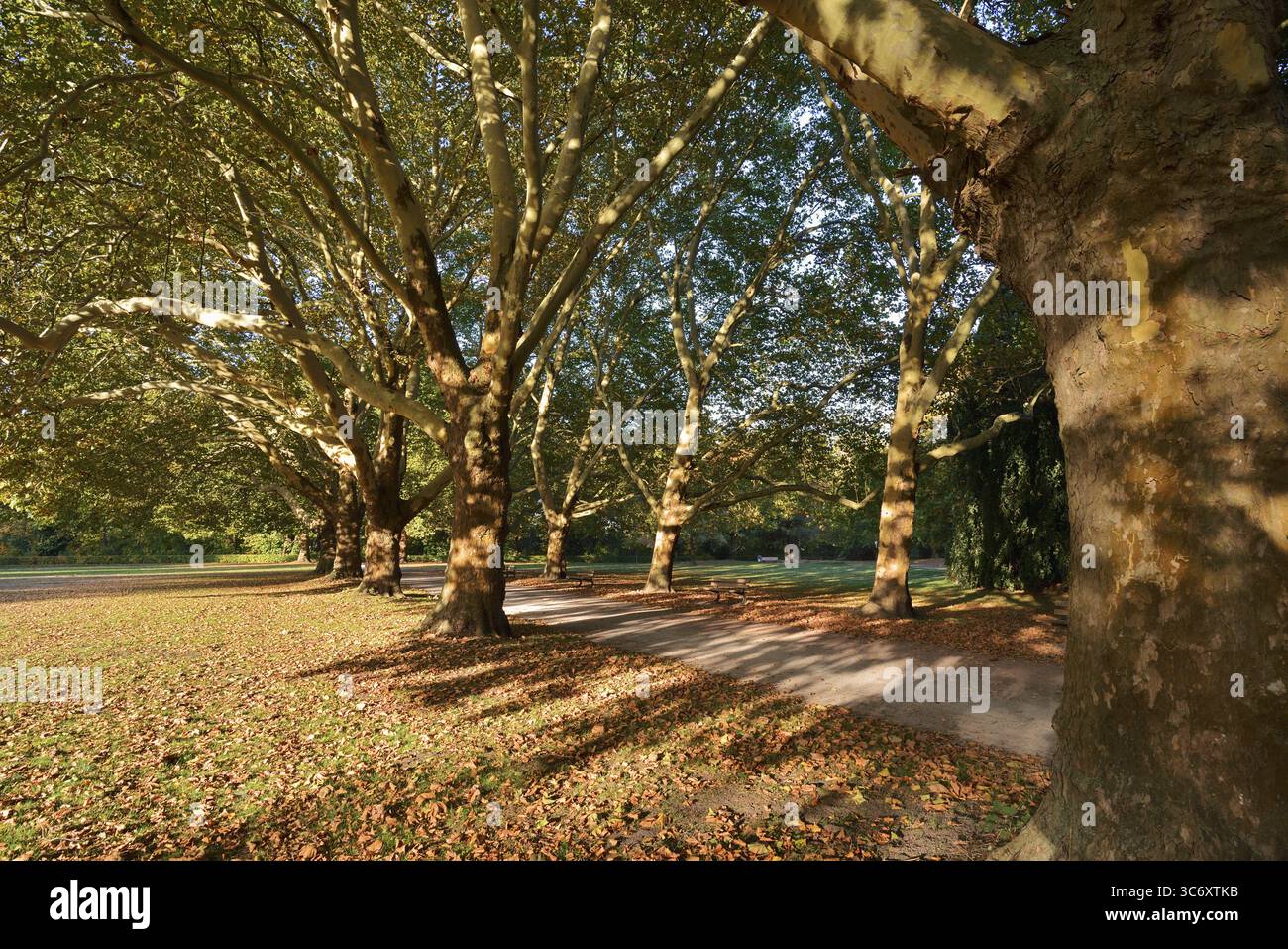 Path and common plane tree or Platanus Ã— acerifolia (Platanus x ...