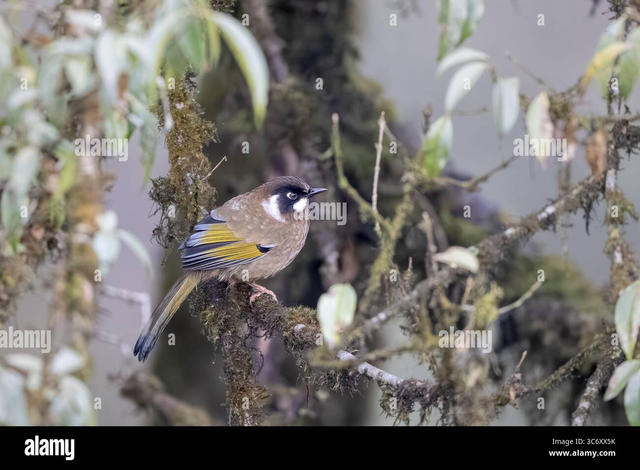 Black-crowned Laughing Thrush (Trochalopteron affine), Singalila ...