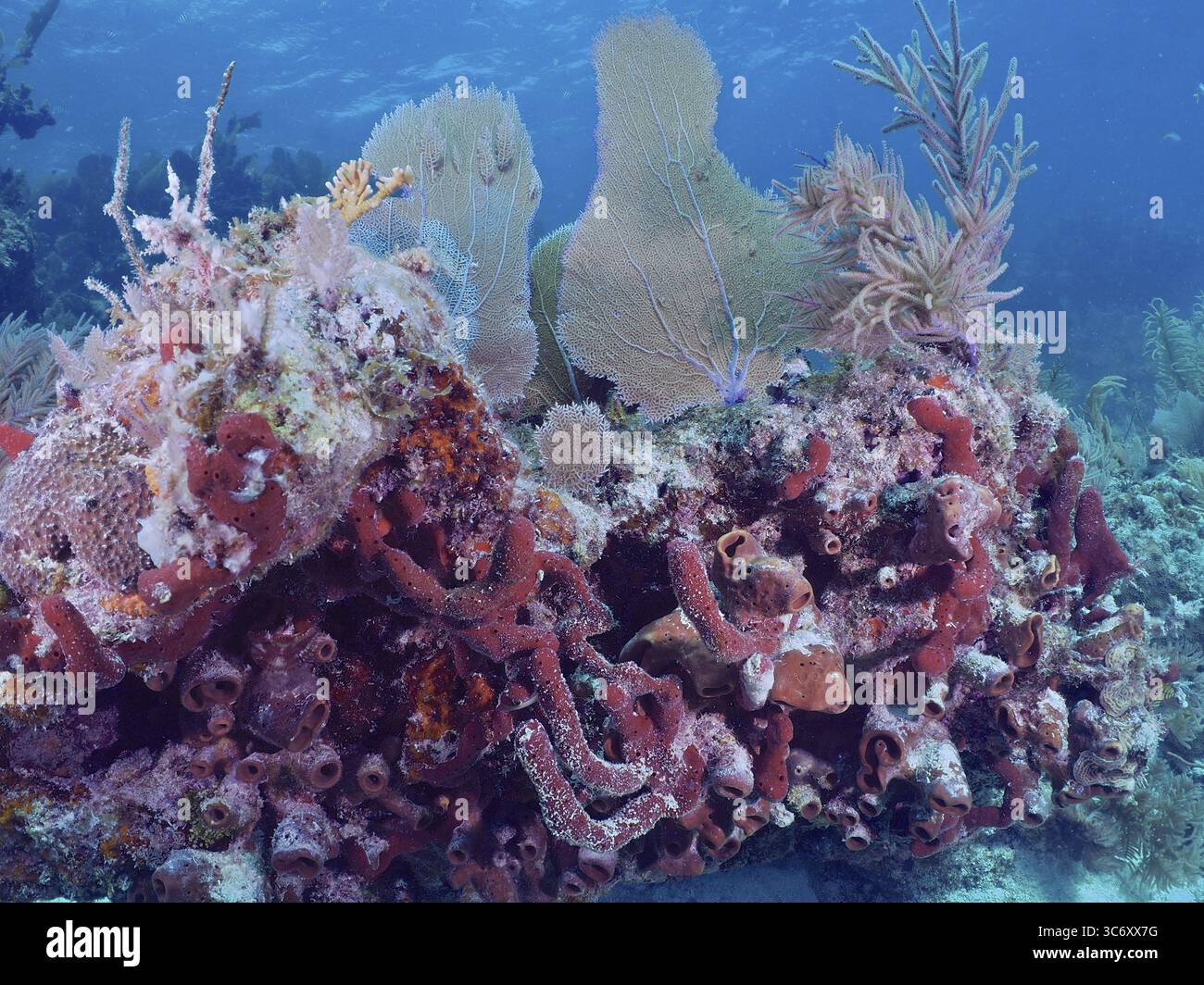 Brown tube sponge (Agelas conifera), diverse corals and plants form an ...