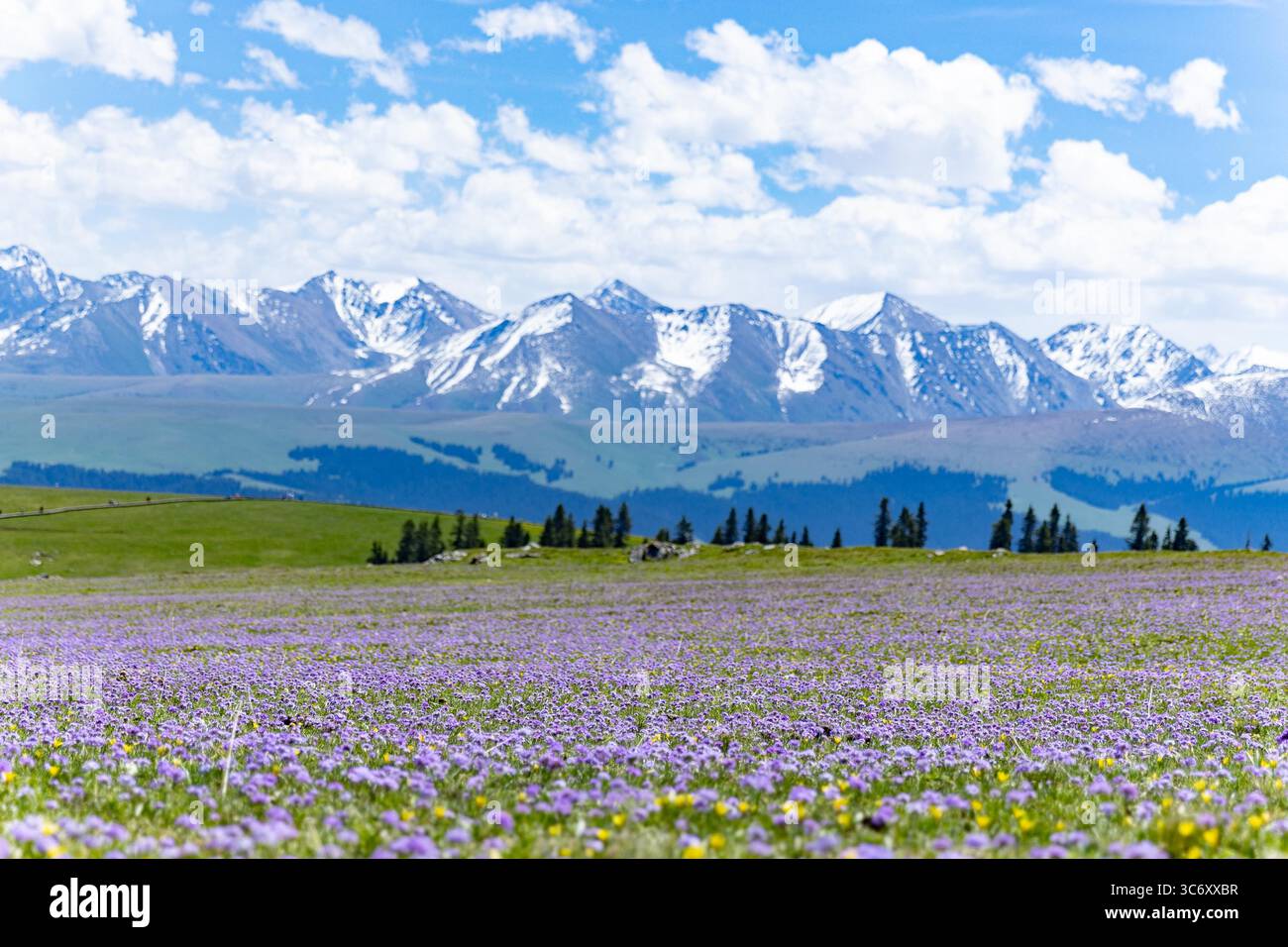 Summer scenery of Kalajun Grassland in Ili Kazakh Autonomous Prefecture ...