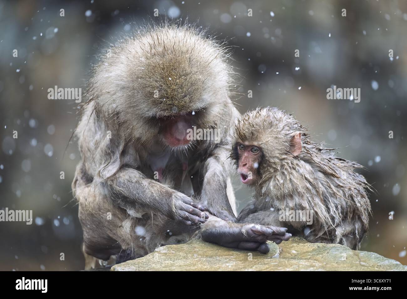 Japanese macaques (Macaca fuscata), wet, bathing, in winter, snowfall ...