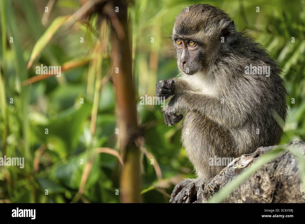 Javanese monkey (Macaca fascicularis), Kota Kinabatangan, Sabah ...