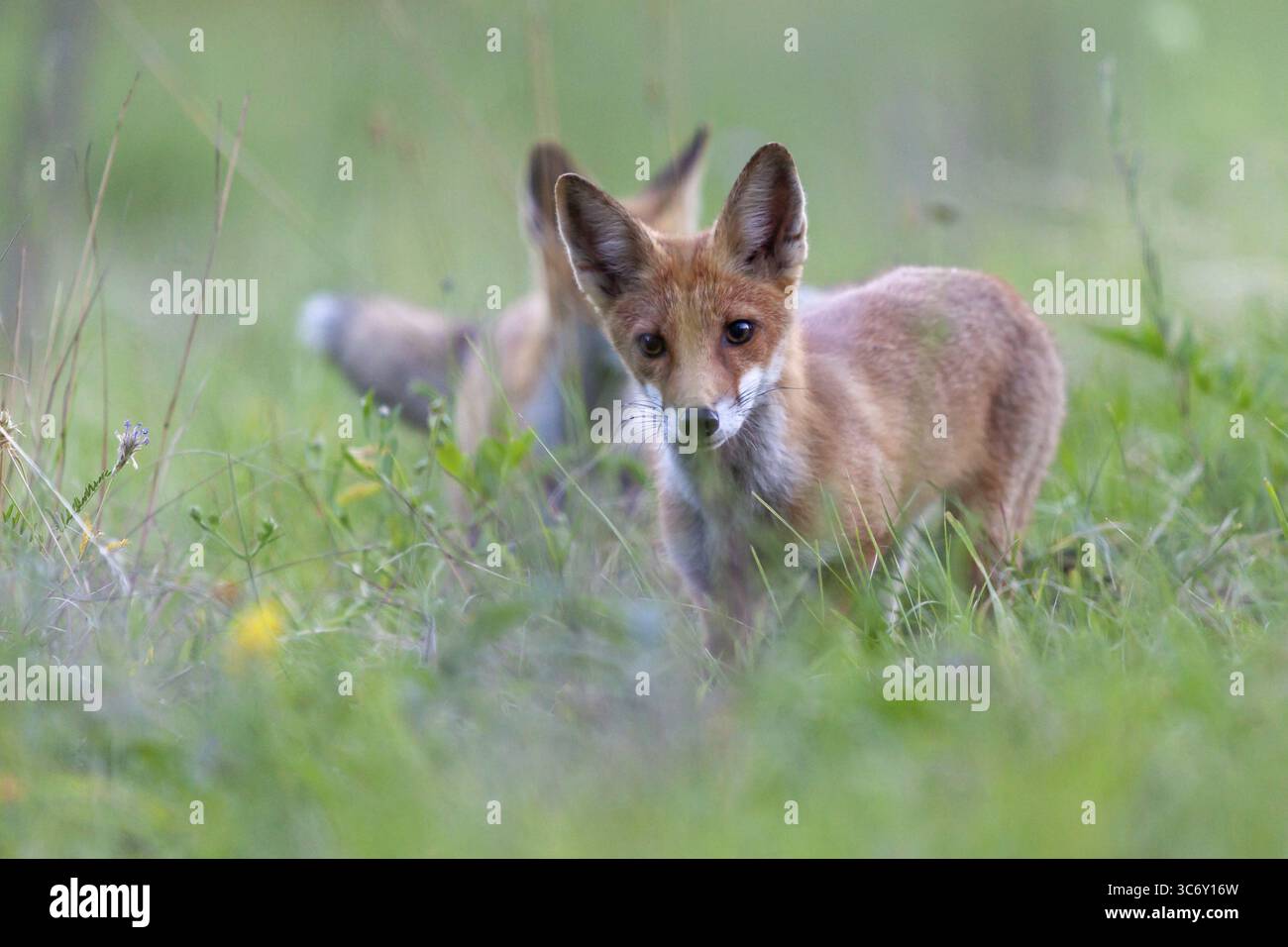 Two Foxes Standing in Tall Grass Stock Photo - Alamy
