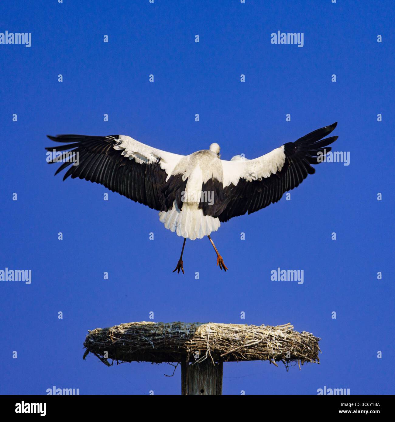 A large white stork with extended wings flies above a twig nest against ...