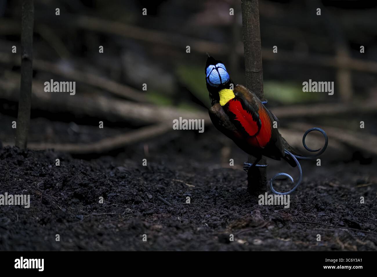 Paradisea calva, Paradise bird, west papua Stock Photo - Alamy