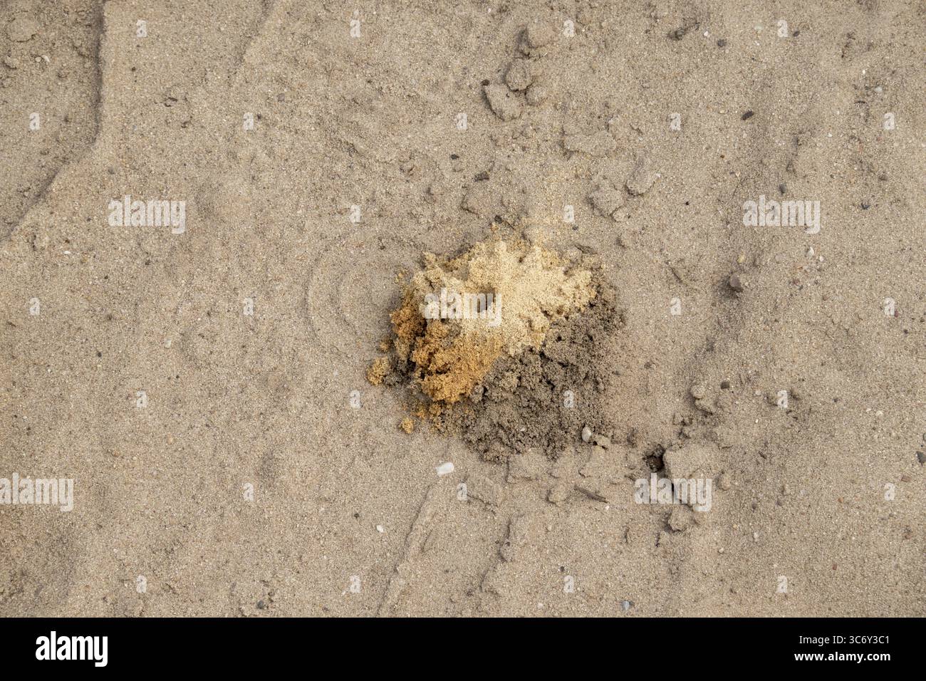 Close-up of an antlion's conical pit trap dug into the sand, showing ...
