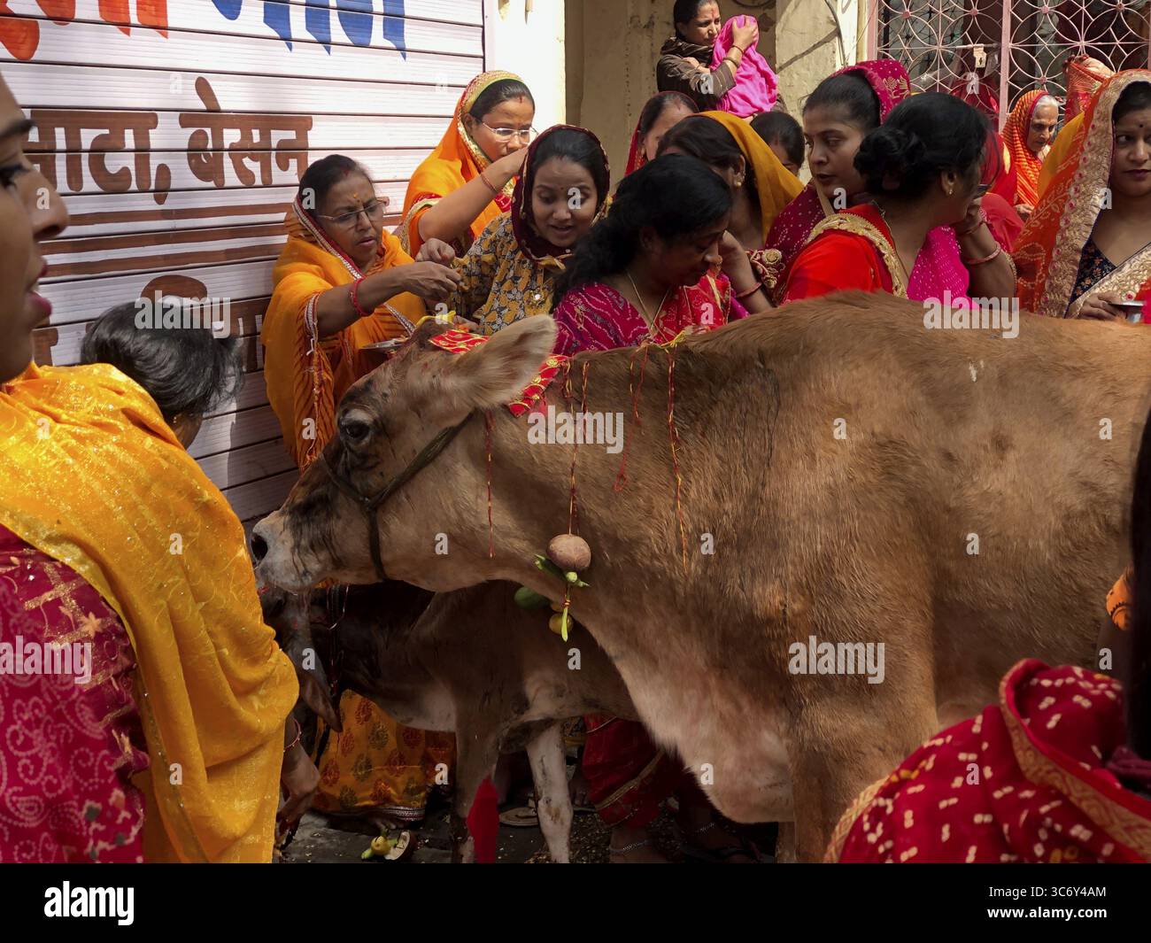 Women in colourful traditional dress gather around a cow during a ...