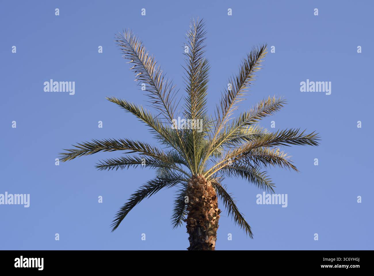 True date palm (Phoenix dactylifera), Egypt Stock Photo - Alamy