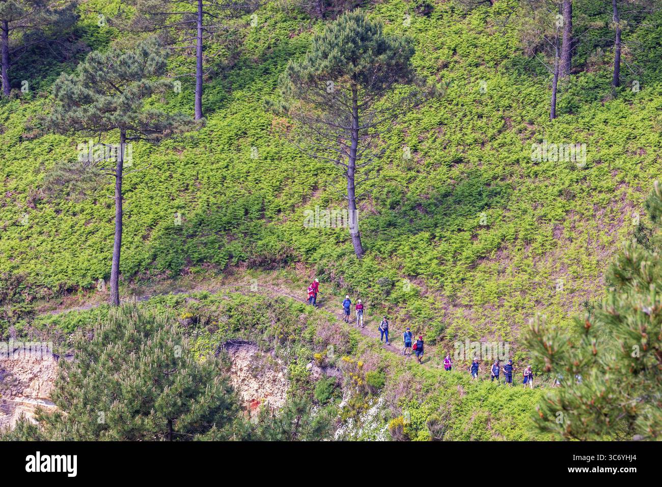 Hikers walking in a row on a forest path on a forest slope with pine ...