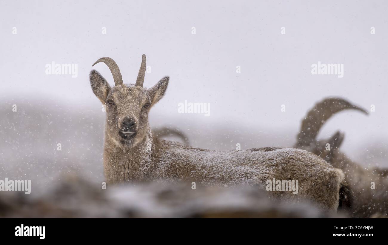 Siberian ibex (Capra sibirica), in snowfall, Himalayas, Spitital, Kaza ...
