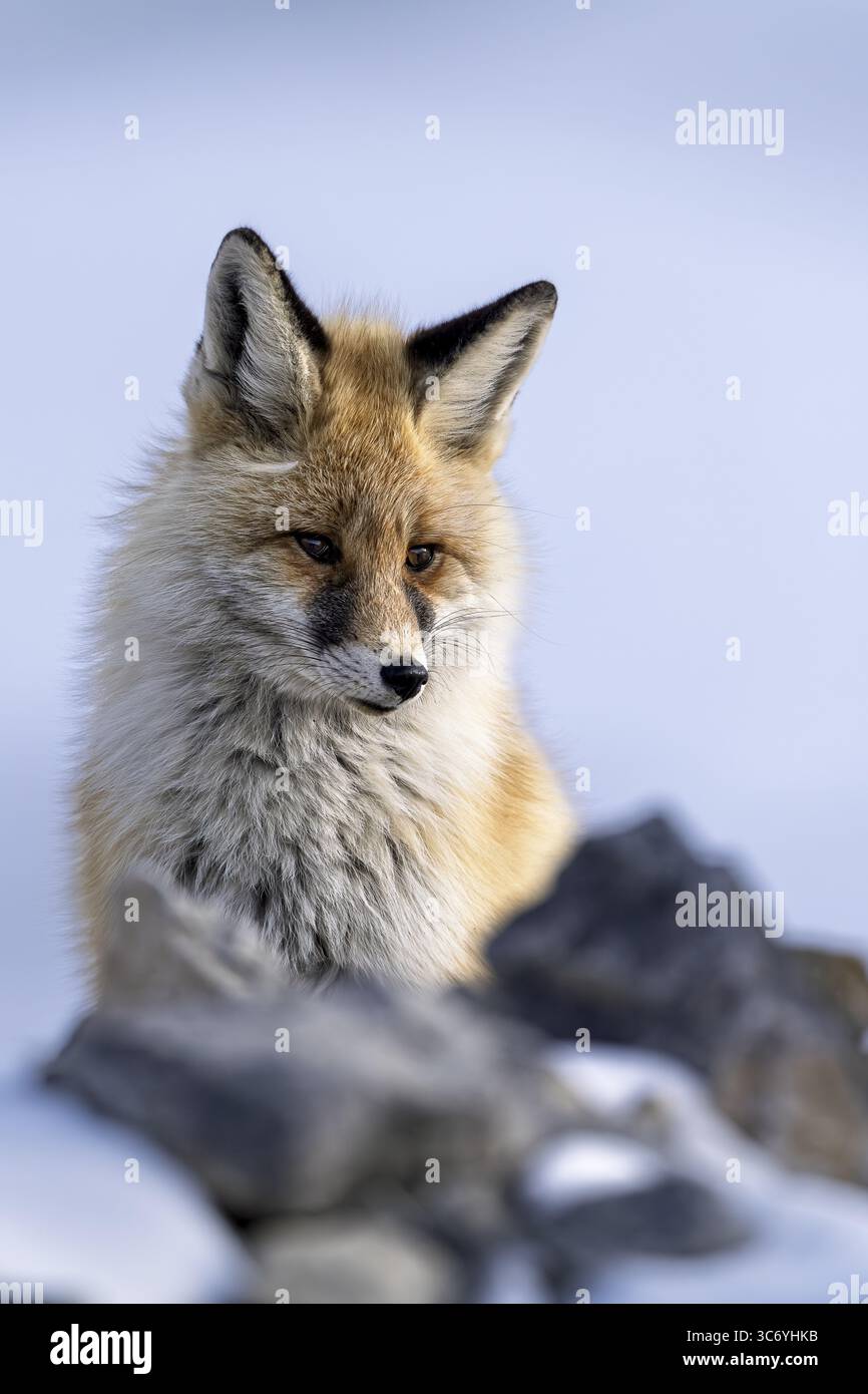 Tibetan red fox (Vulpes vulpes montana), Himalayas, Spitital, Kaza ...