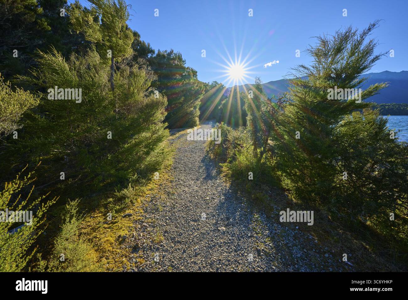 Falling tree near a lake hi-res stock photography and images - Alamy