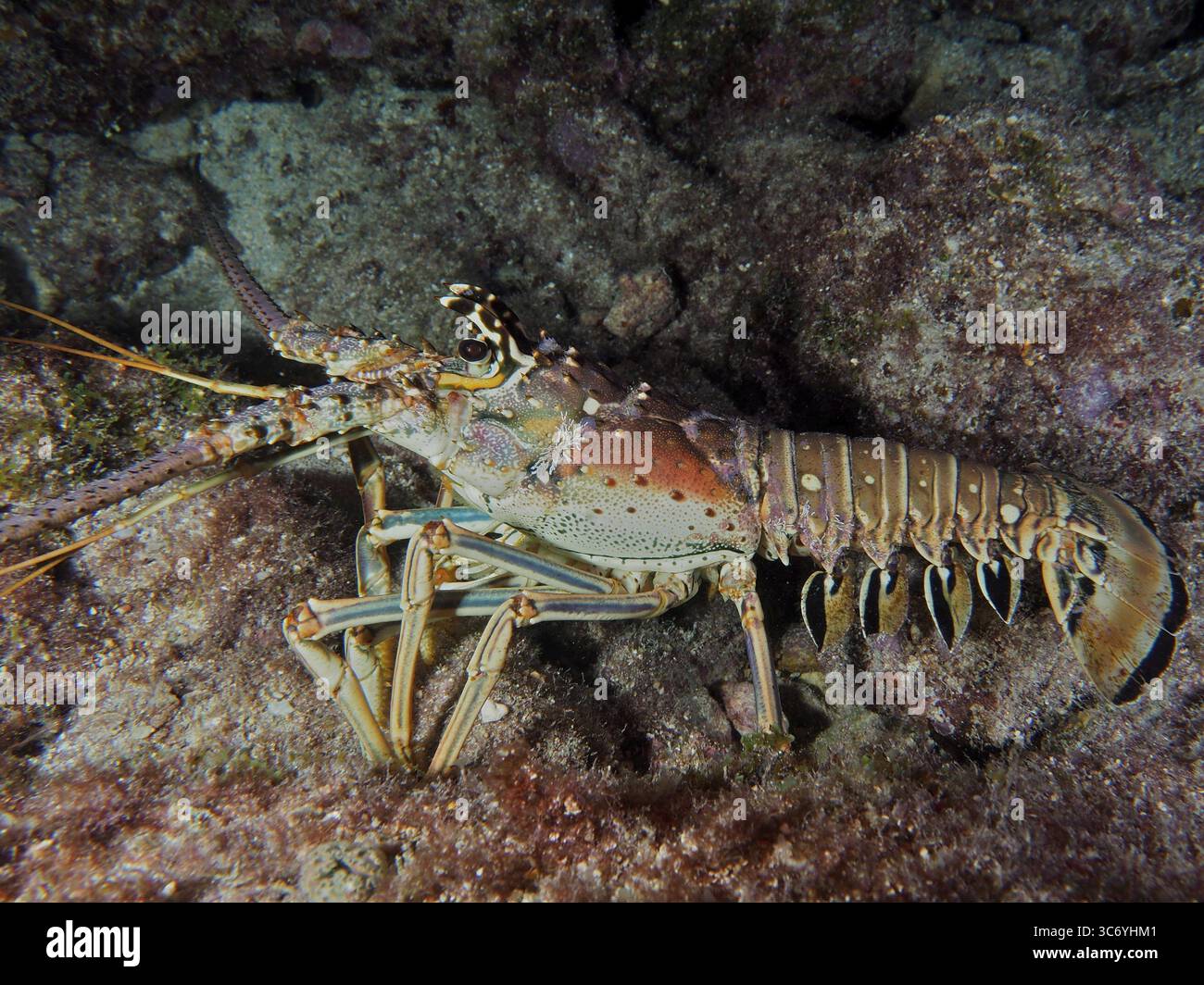 Caribbean langoustine (Panulirus argus) on rocky ground in the sea reef ...