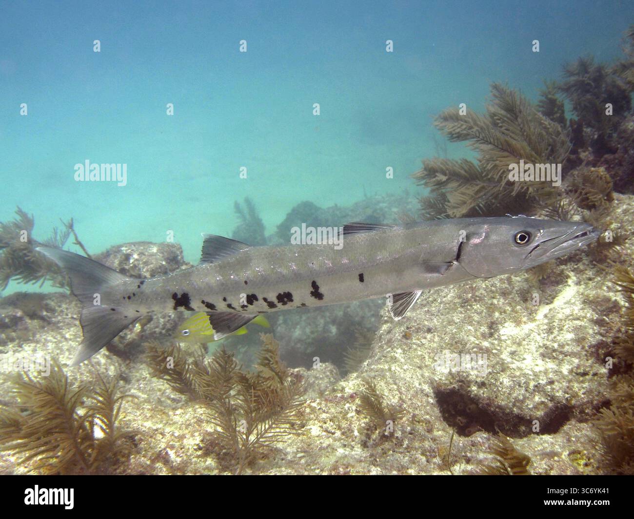 Great barracuda sphyraena swims hi-res stock photography and images - Alamy