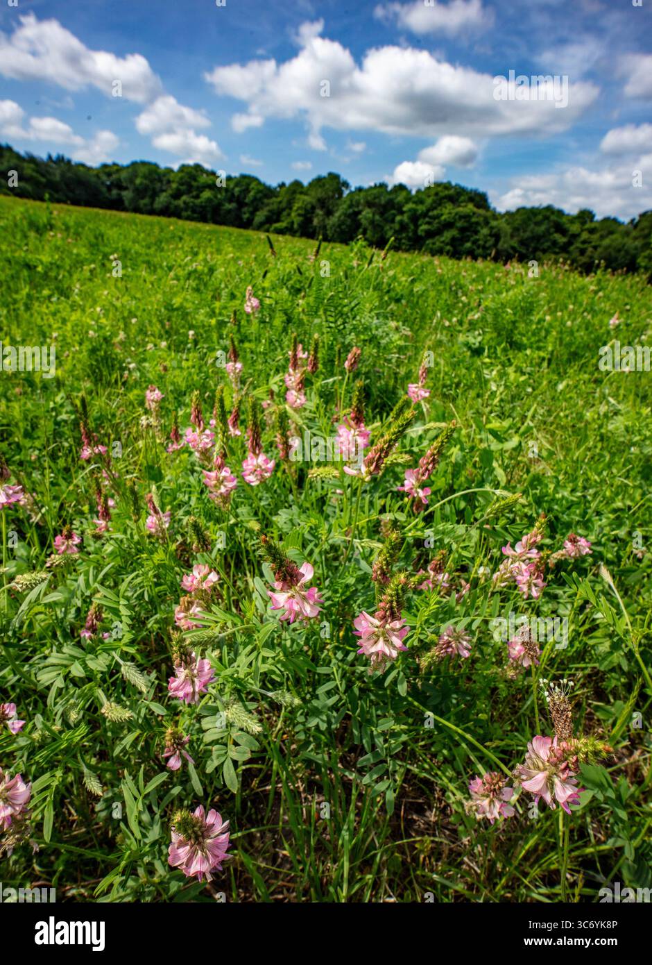 Agricultural field with Onobrychis viciifolia, O. sativa, common ...
