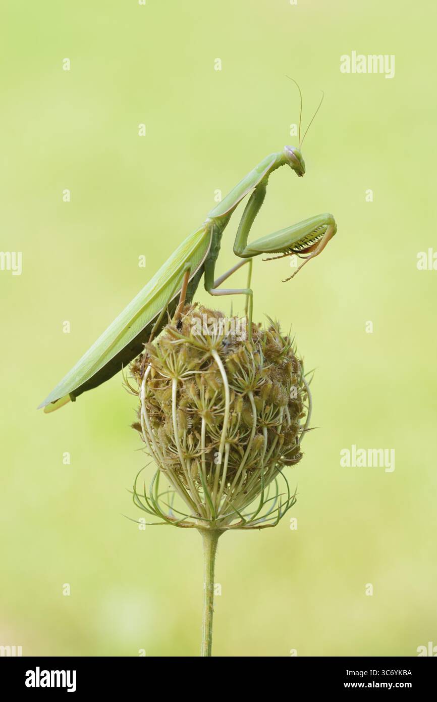 European mantis (Mantis religiosa), male, Haut-Rhin, Alsace, France ...