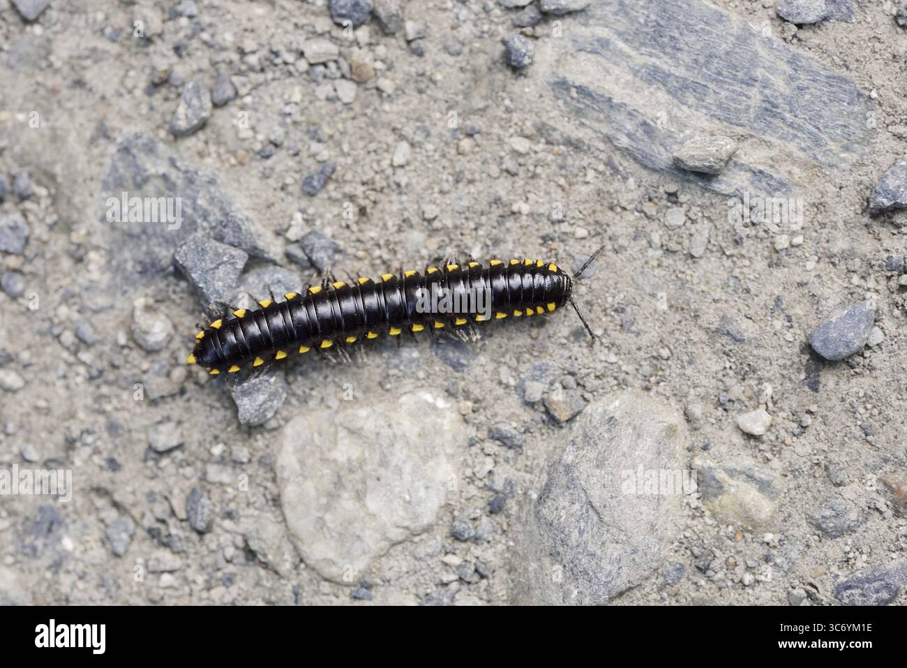 Yellow-spotted centipede (Harpaphe haydeniana), British Columbia ...