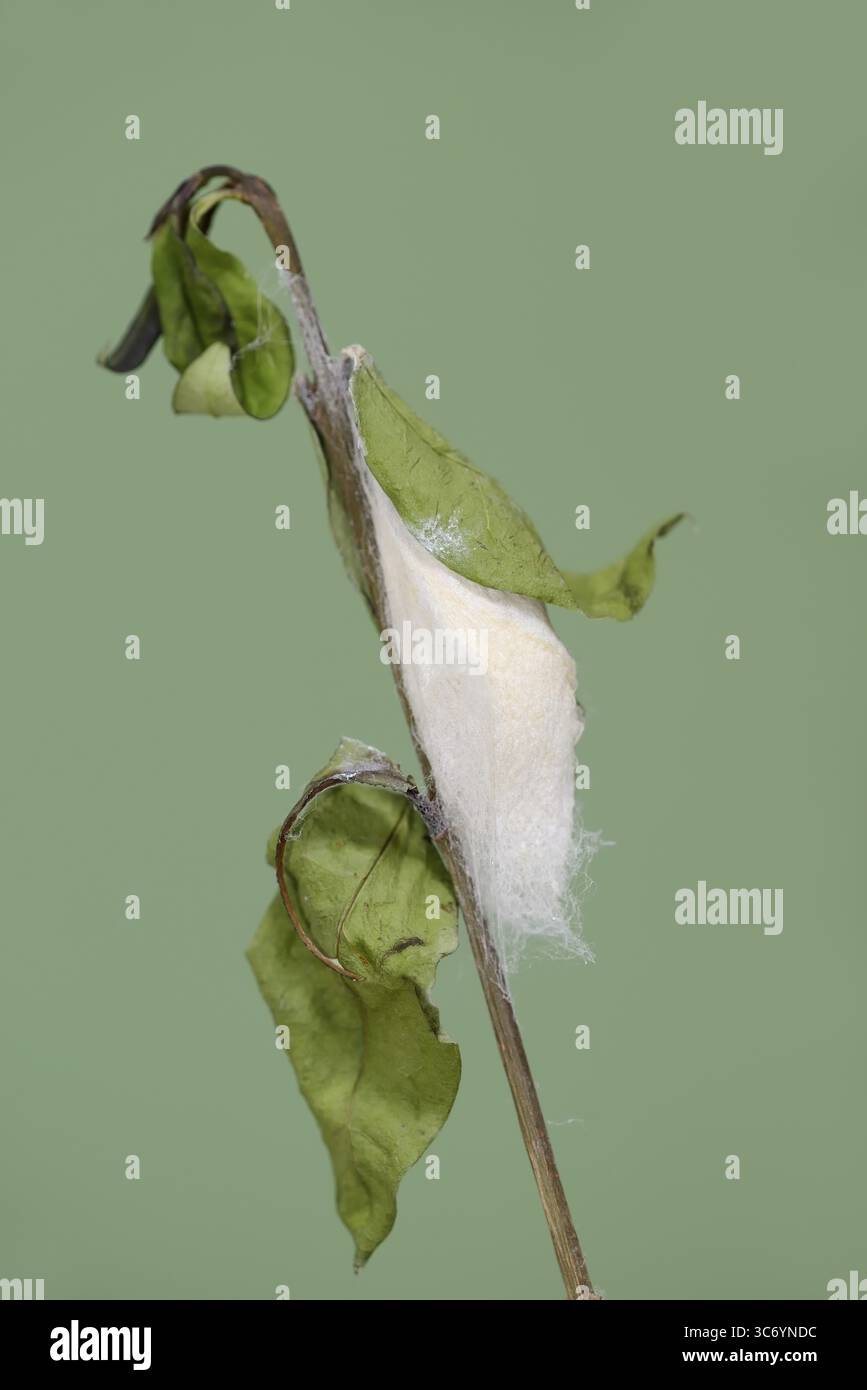 Tree of god moth or ailanthus moth samia cynthia hi-res stock ...