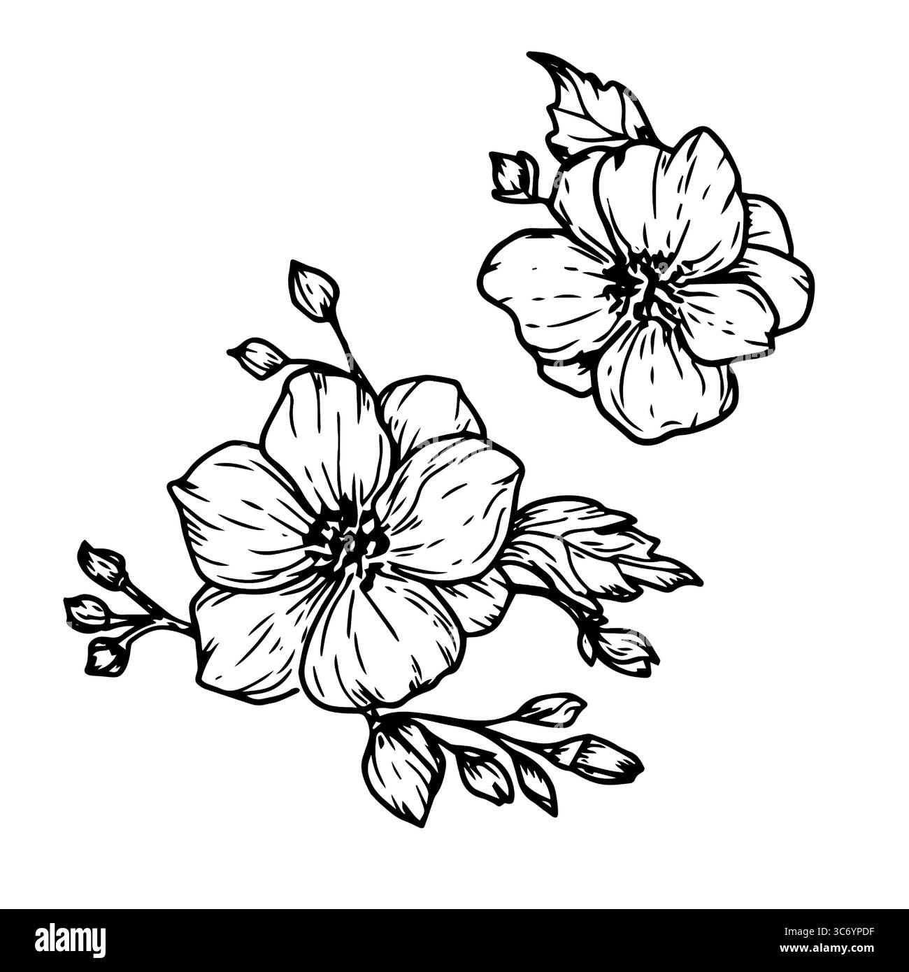 Flowers buds magnolia spring flower Stock Vector Images - Alamy