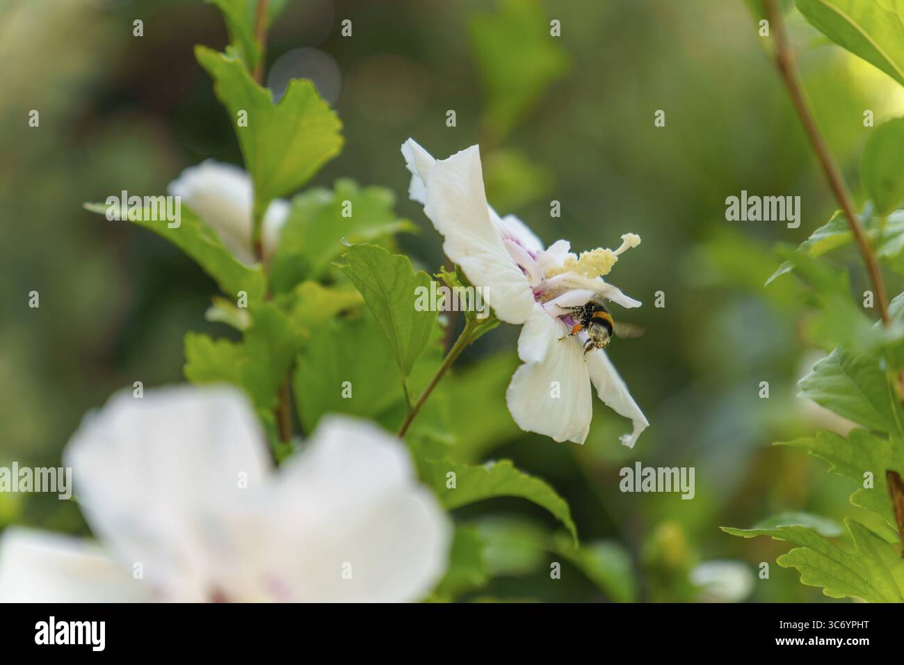 Bumblebee collect pollen in hibiscus hi-res stock photography and ...
