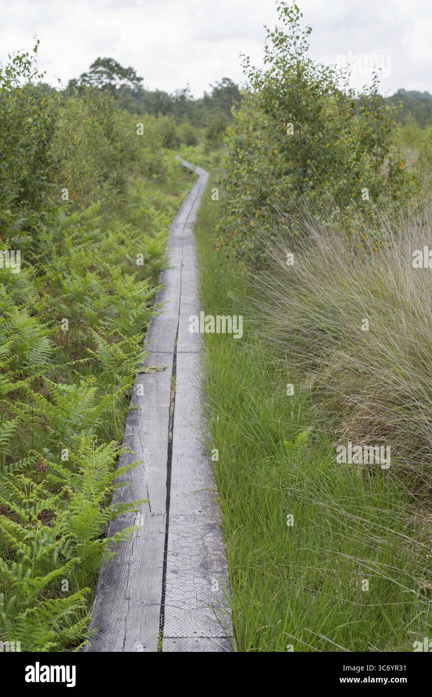 Scenic pathway invites exploration amidst ferns and grasses in the ...