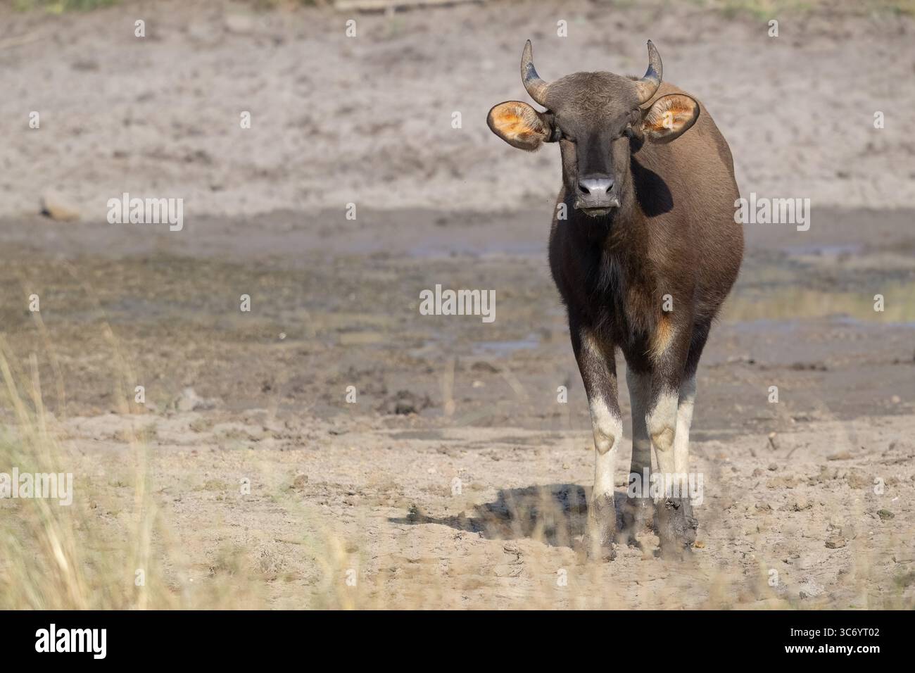 Gaur (Bos gaurus), cattle (Bovini), Indian bison, eye contact, Satpura ...