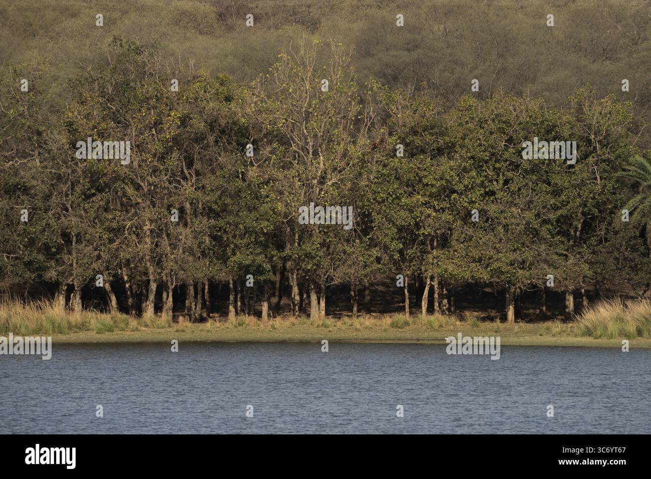 Ranthambore National Park, landscape, India Stock Photo - Alamy