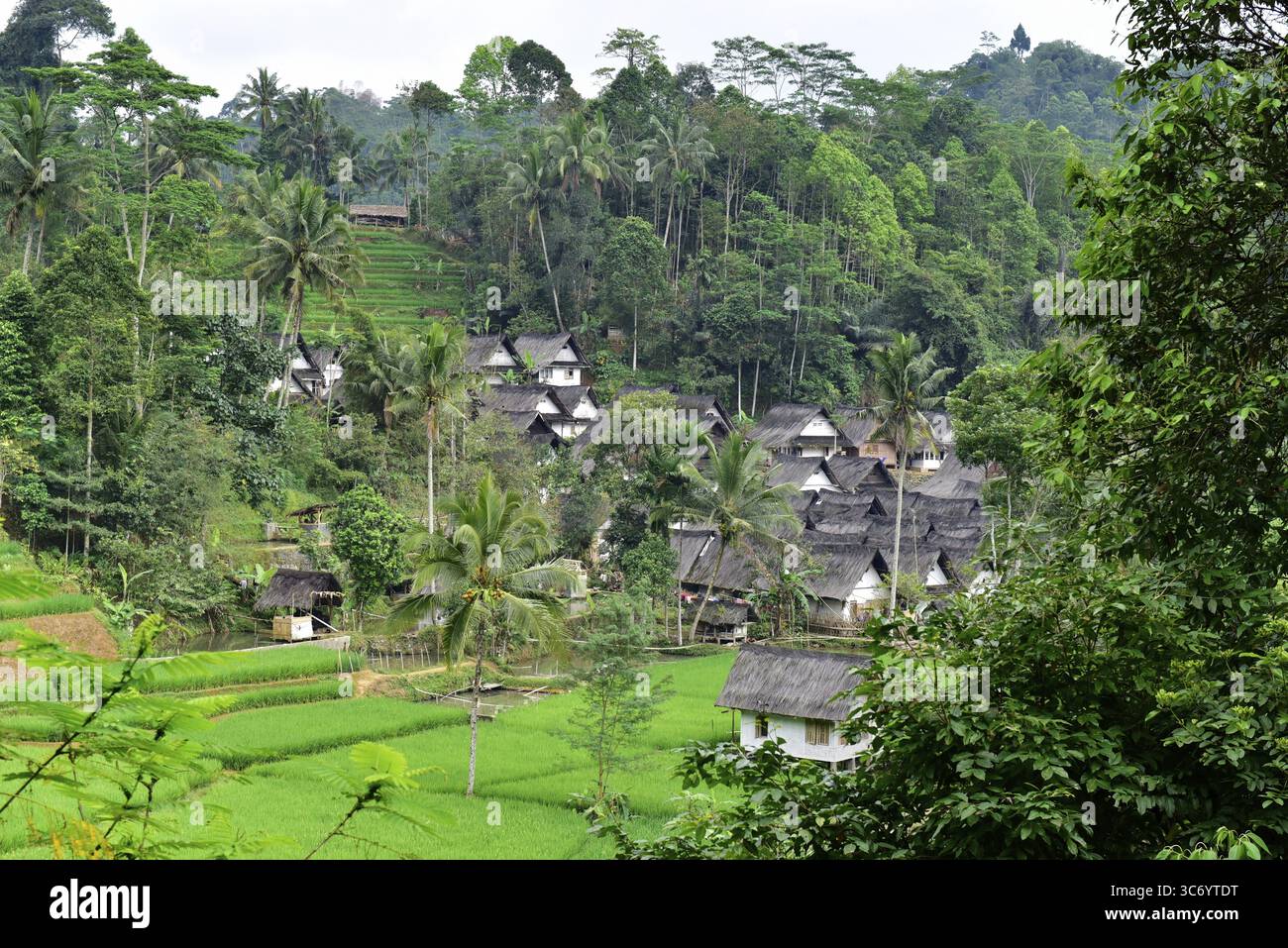 Village with traditional houses surrounded by palm trees and lush rice ...
