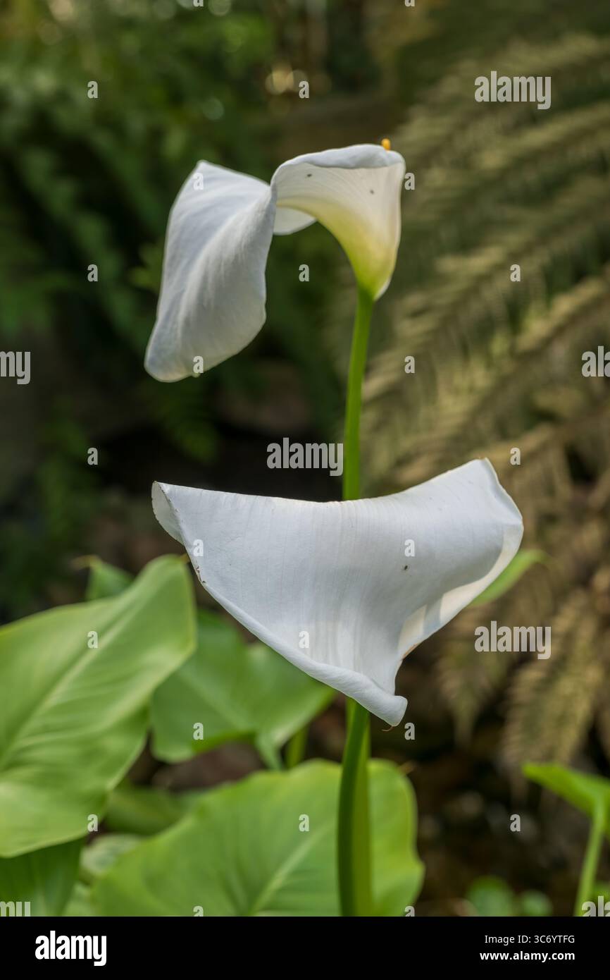 Blooming flowers of Zantedeschia aethiopica or calla lily, arum lily ...