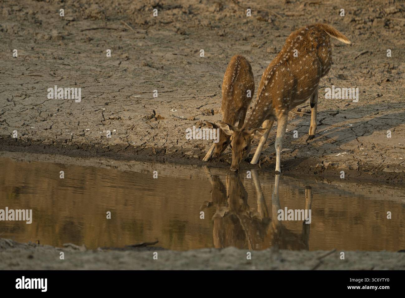 Spotted deer, Ranthambore National Park, India Stock Photo - Alamy