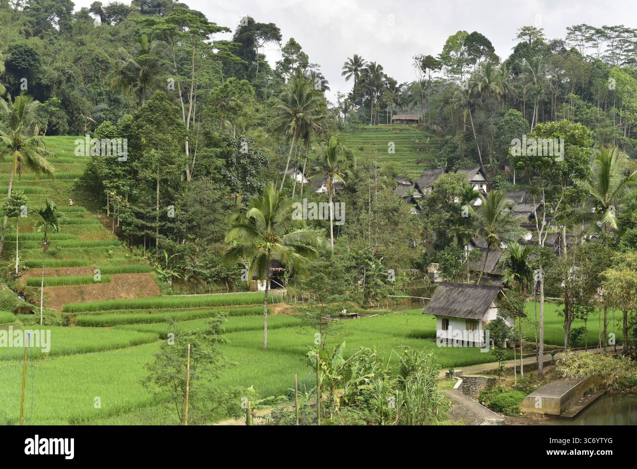 Palm trees surround rice hi-res stock photography and images - Alamy