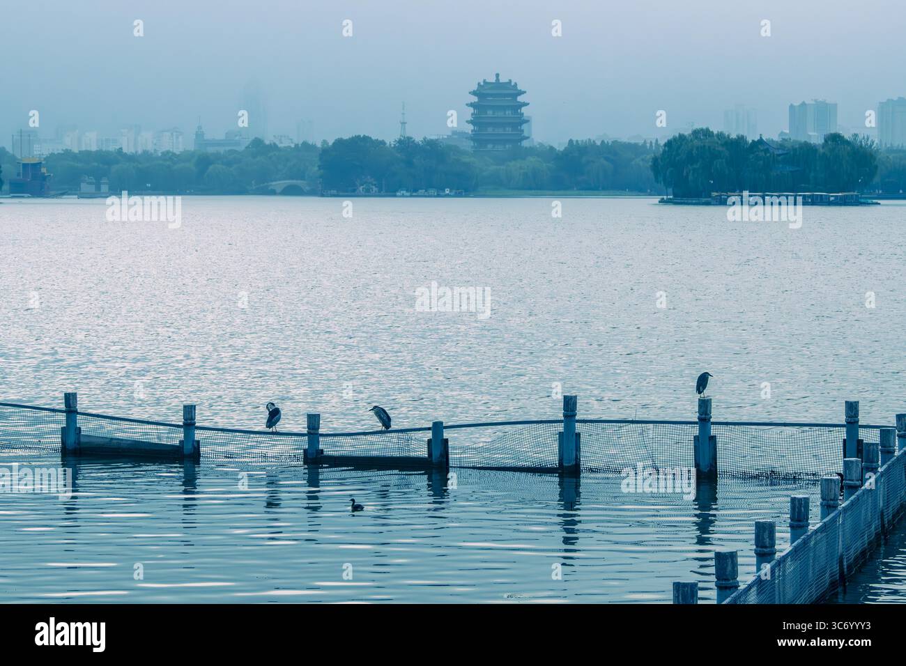 Lotus flowers are in full bloom at Daming Lake in Jinan City, east China's Shandong Province, 30 ...