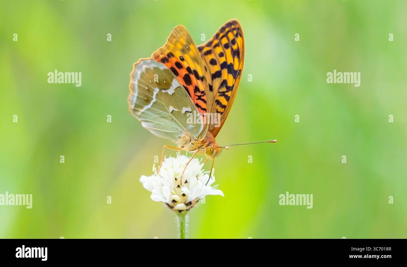 The Mediterranean Fritillary (Argynnis pandora) is a common butterfly ...